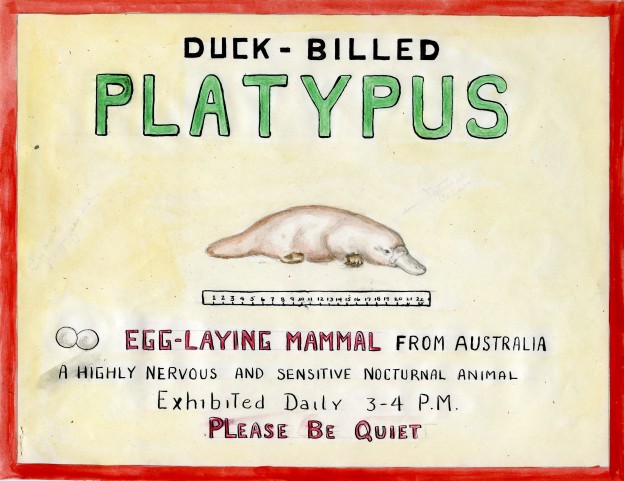 ‘The most wonderful of all living mammals’ | WCS Archives Blog