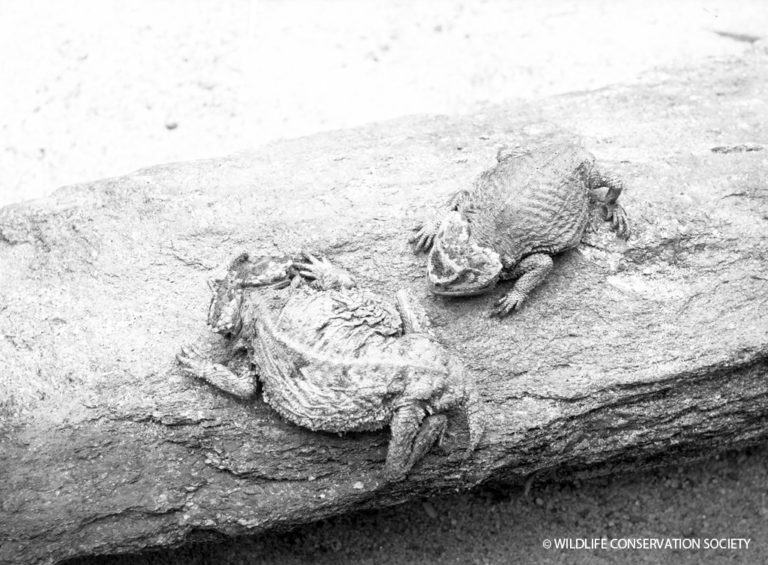 Preserving Herpetological History… and Beyond | WCS Archives Blog