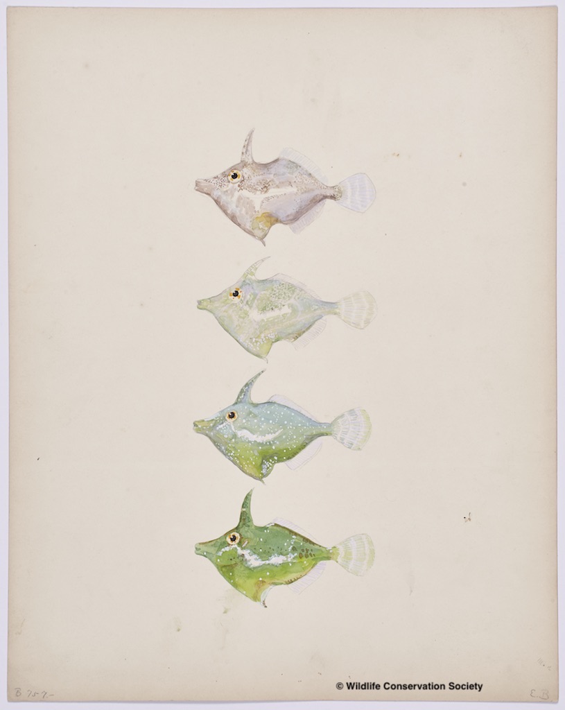 March | 2019 | WCS Archives Blog