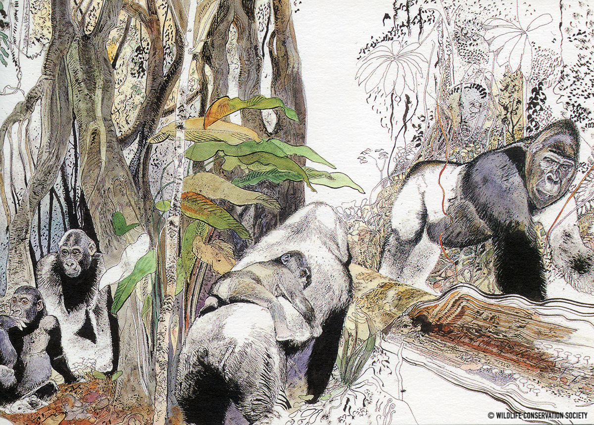 Congo Gorilla Forest Twenty Year Anniversary [Instagram] | WCS Archives ...